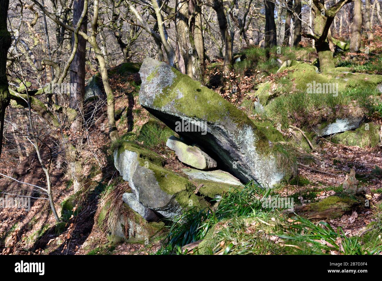Enchanted forest,Padley gorge,Peak district national park,Derbyshire ...