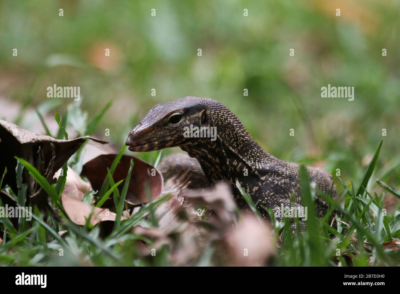 Common monitor lizard scouring wetland forest floor habitat for smaller ...