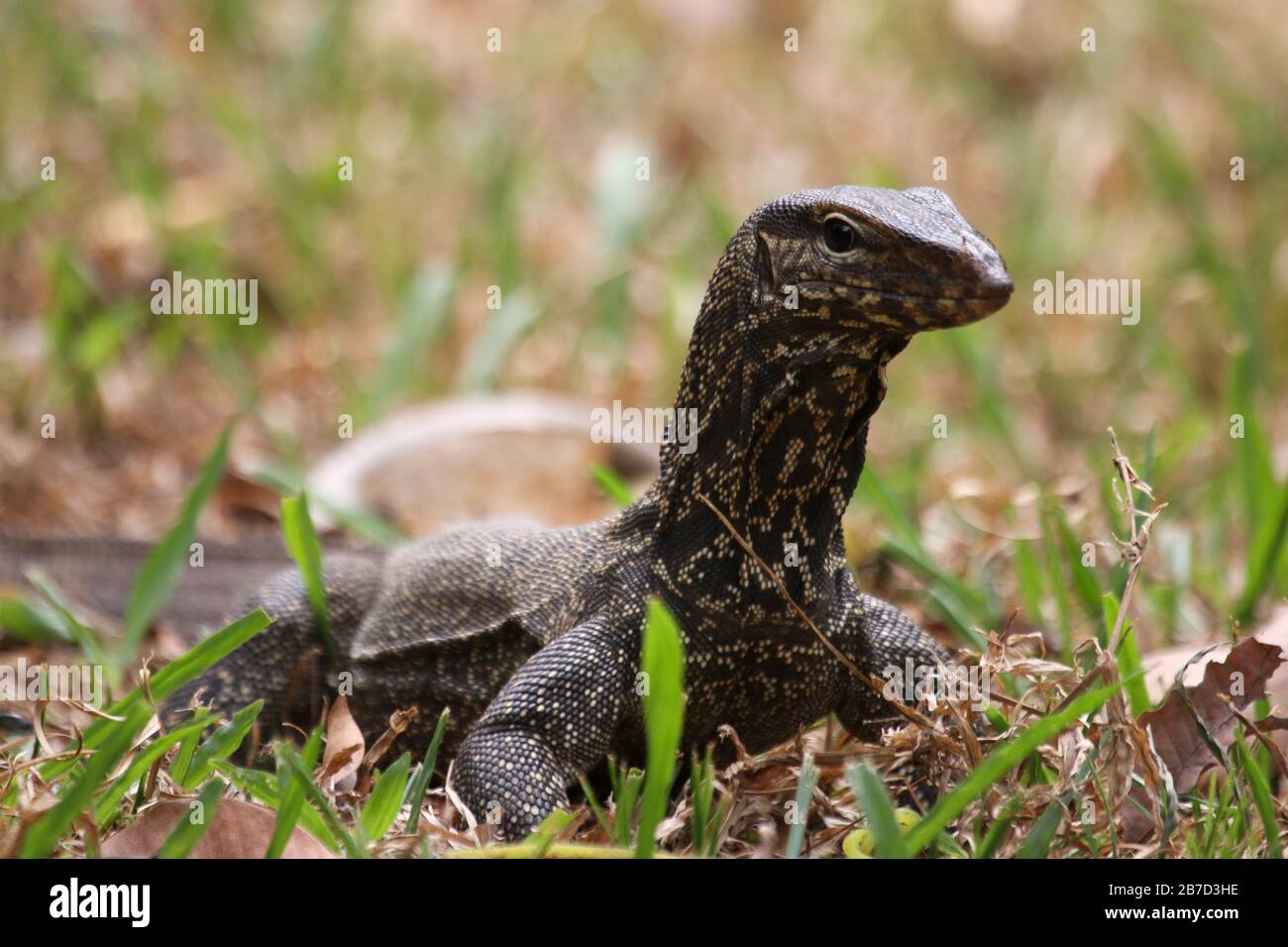 Common monitor lizard scouring wetland forest floor habitat for smaller ...