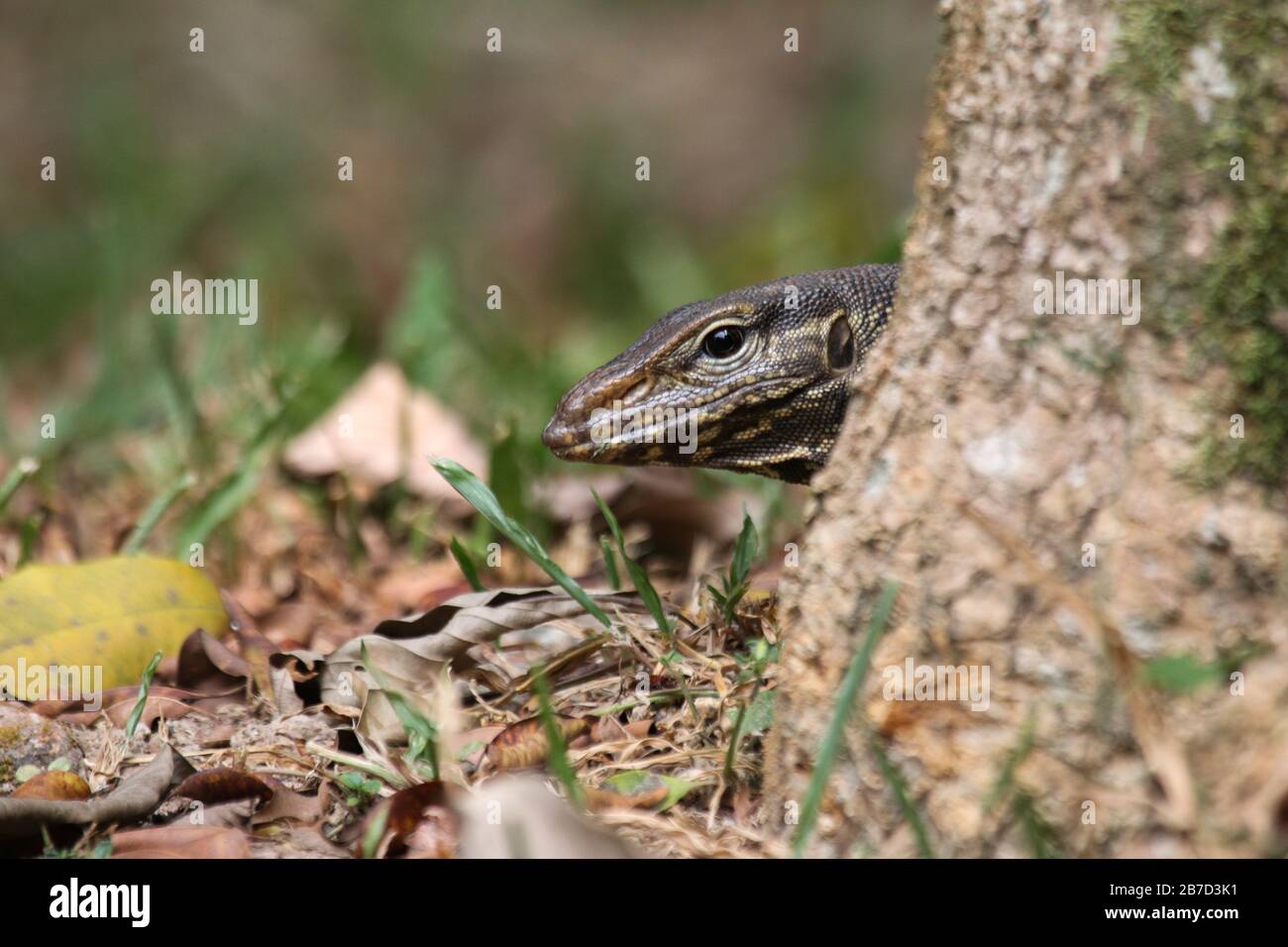 Common monitor lizard scouring wetland forest floor habitat for smaller ...