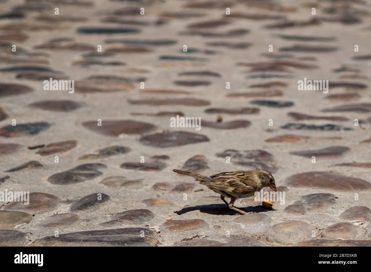 Bird eating garbage hi-res stock photography and images - Alamy
