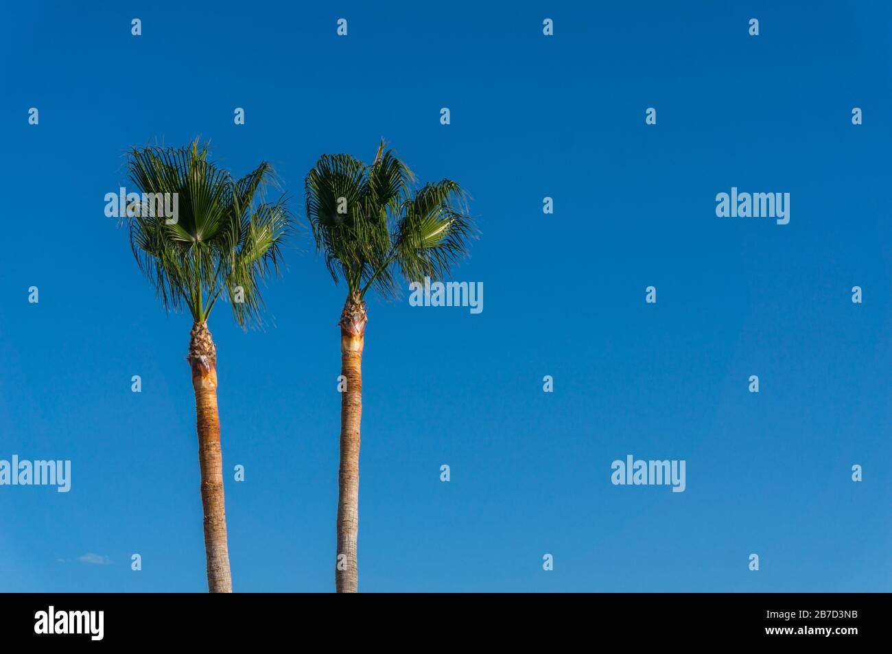 Two palm hi-res stock photography and images - Alamy