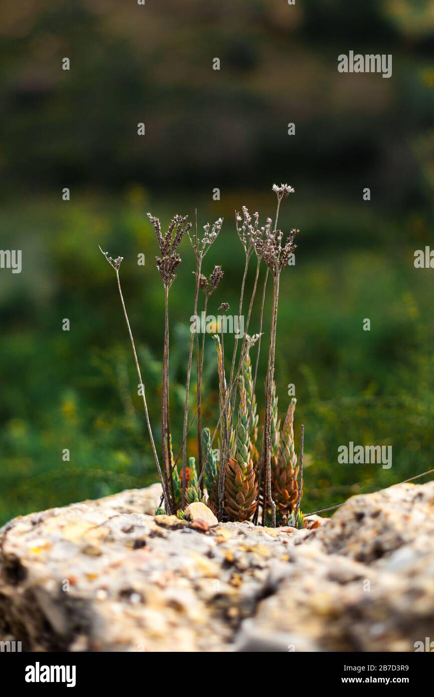Plants growing in a rock Stock Photo - Alamy
