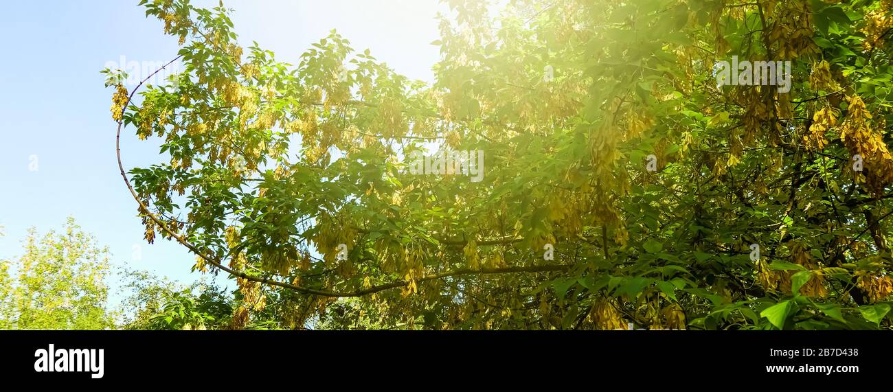 Beautiful sunny spring and summer nature, trees in park and outdoor ...