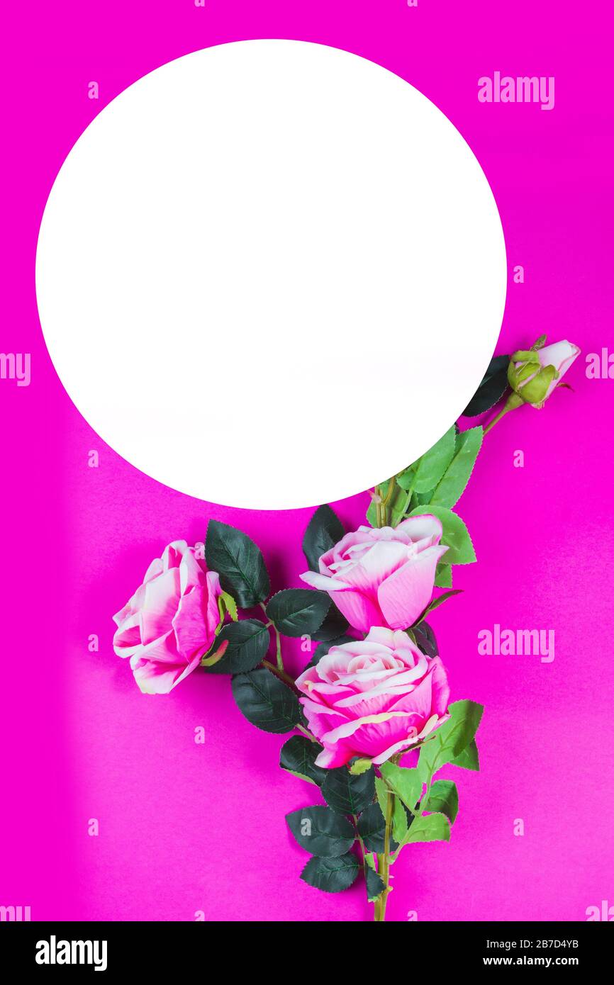 Pink roses on a color background with the decorative graphics Stock ...