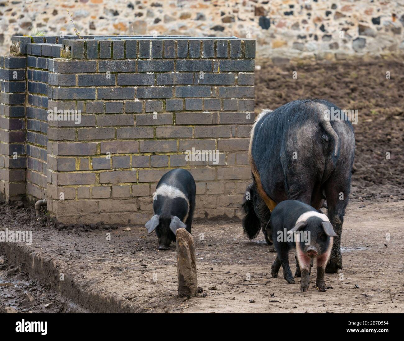 Gosford Estate, East Lothian, Scotland, United Kingdom. 15th March ...