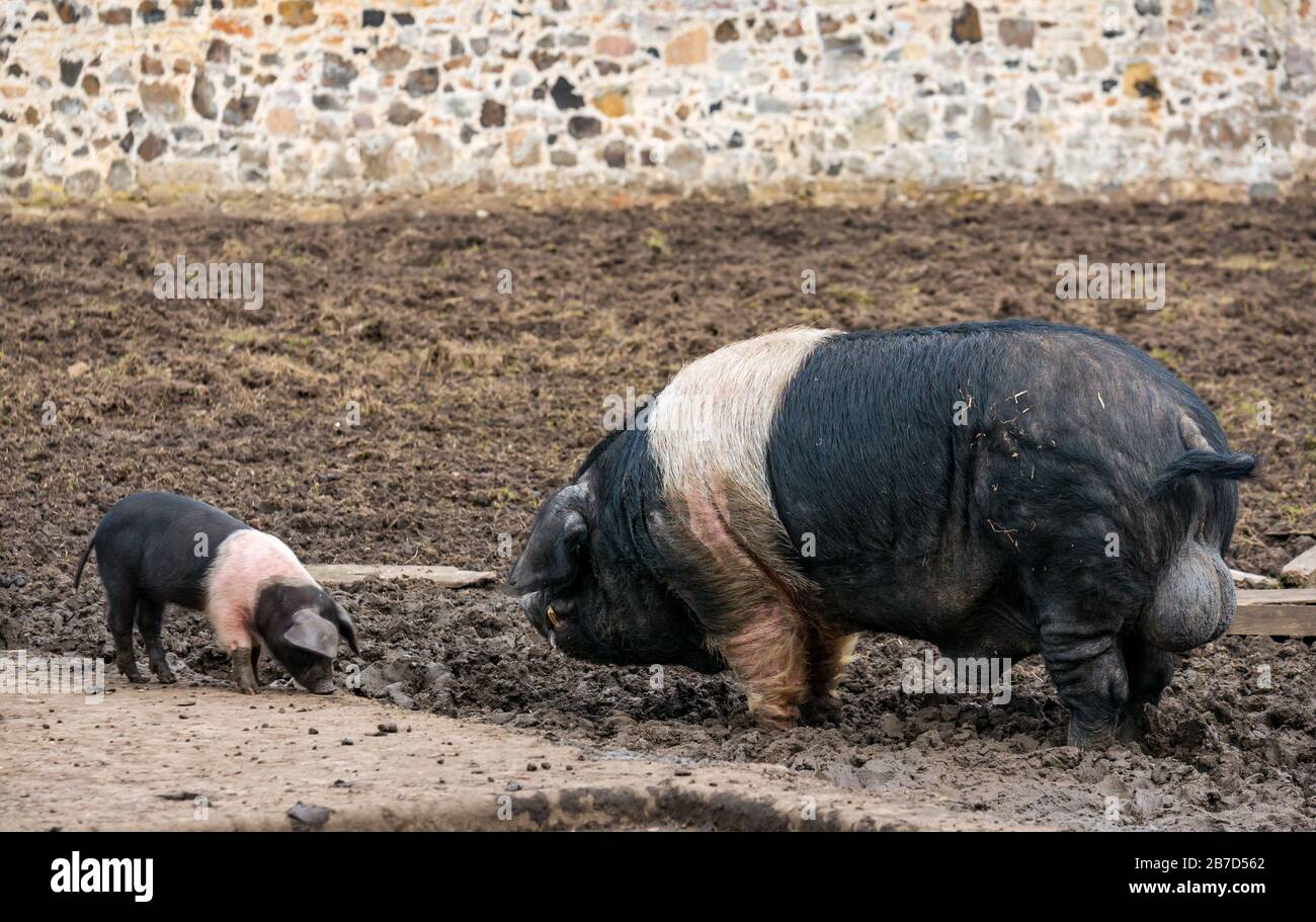 British saddleback pig hi-res stock photography and images - Alamy