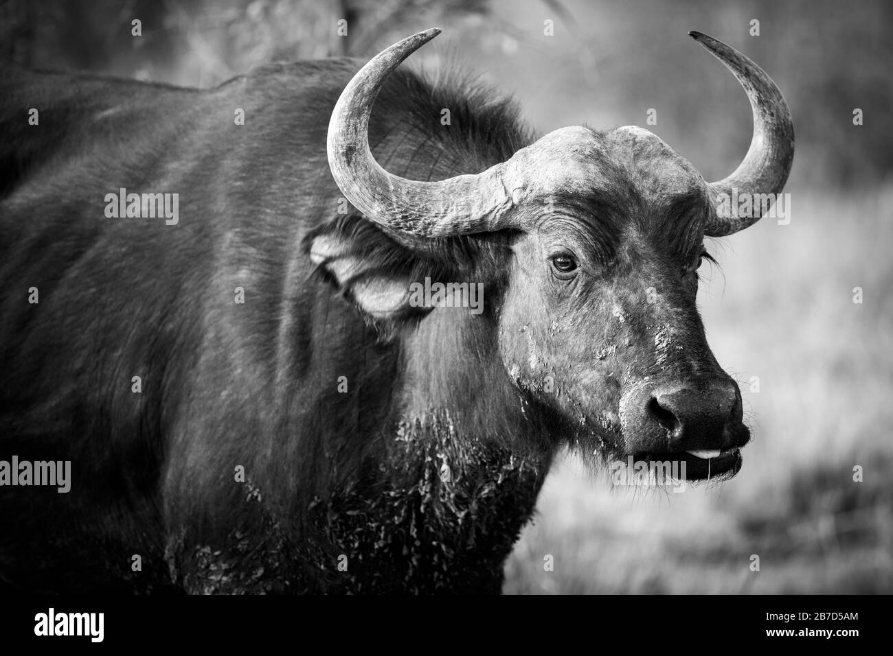 A black and white portrait of a cape buffalo cow, taken at sunset in ...