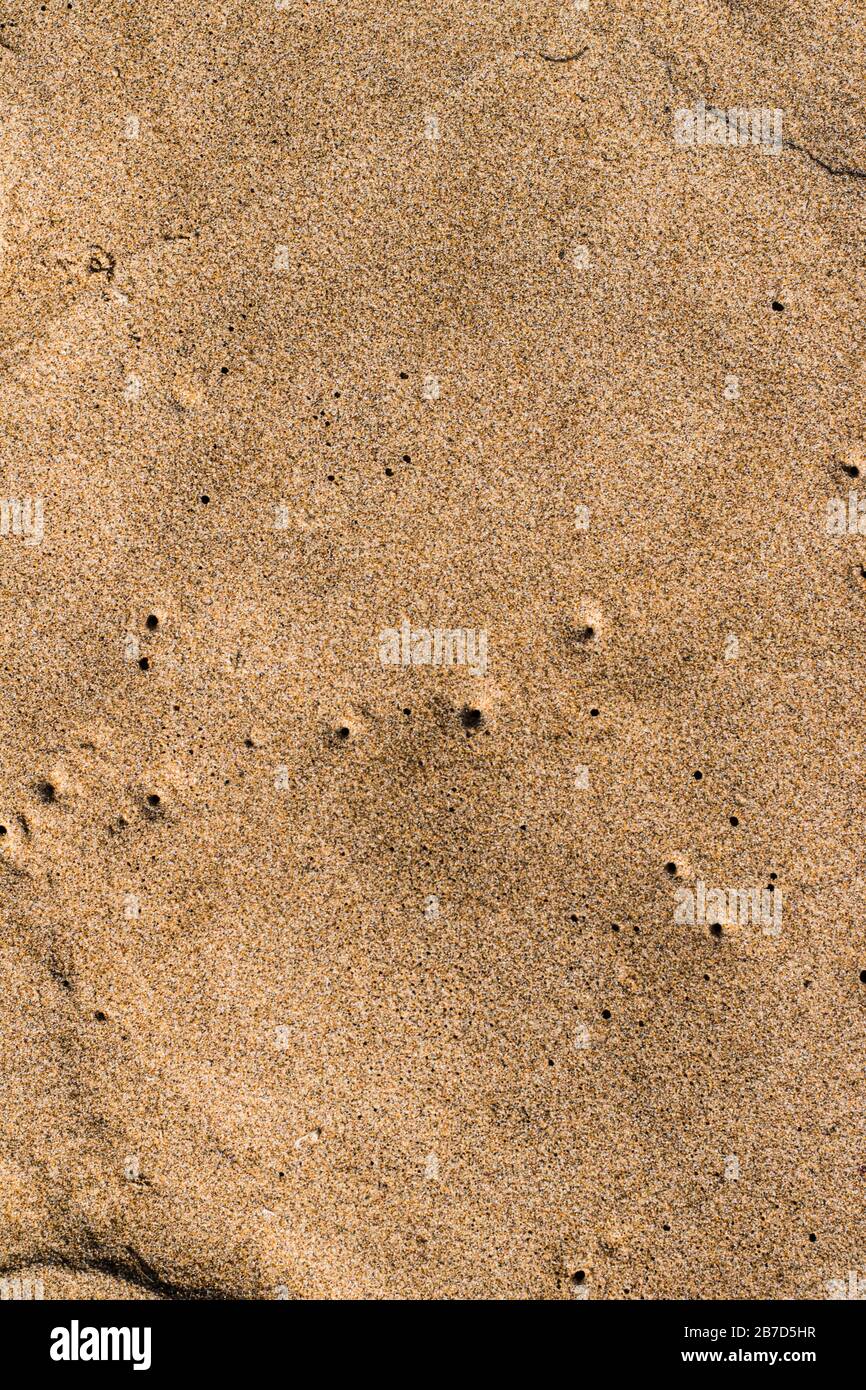 Sand on the beach in summer, texture close-up as background Stock Photo ...