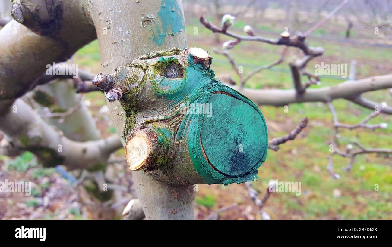 pruned and protected apple tree image Stock Photo - Alamy
