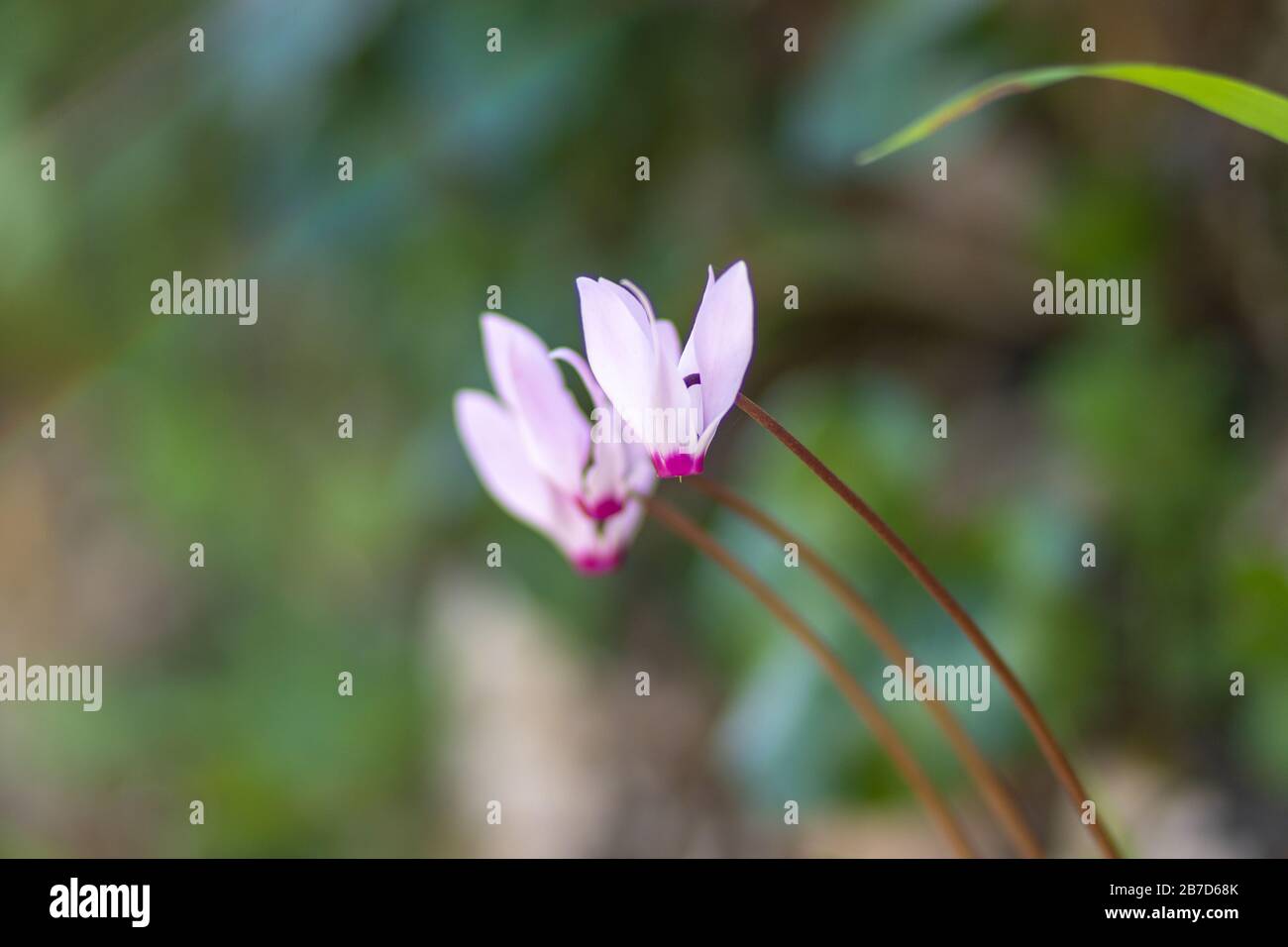 Cyclamen flowers in pink, purple, and white colors. Grow from the ...