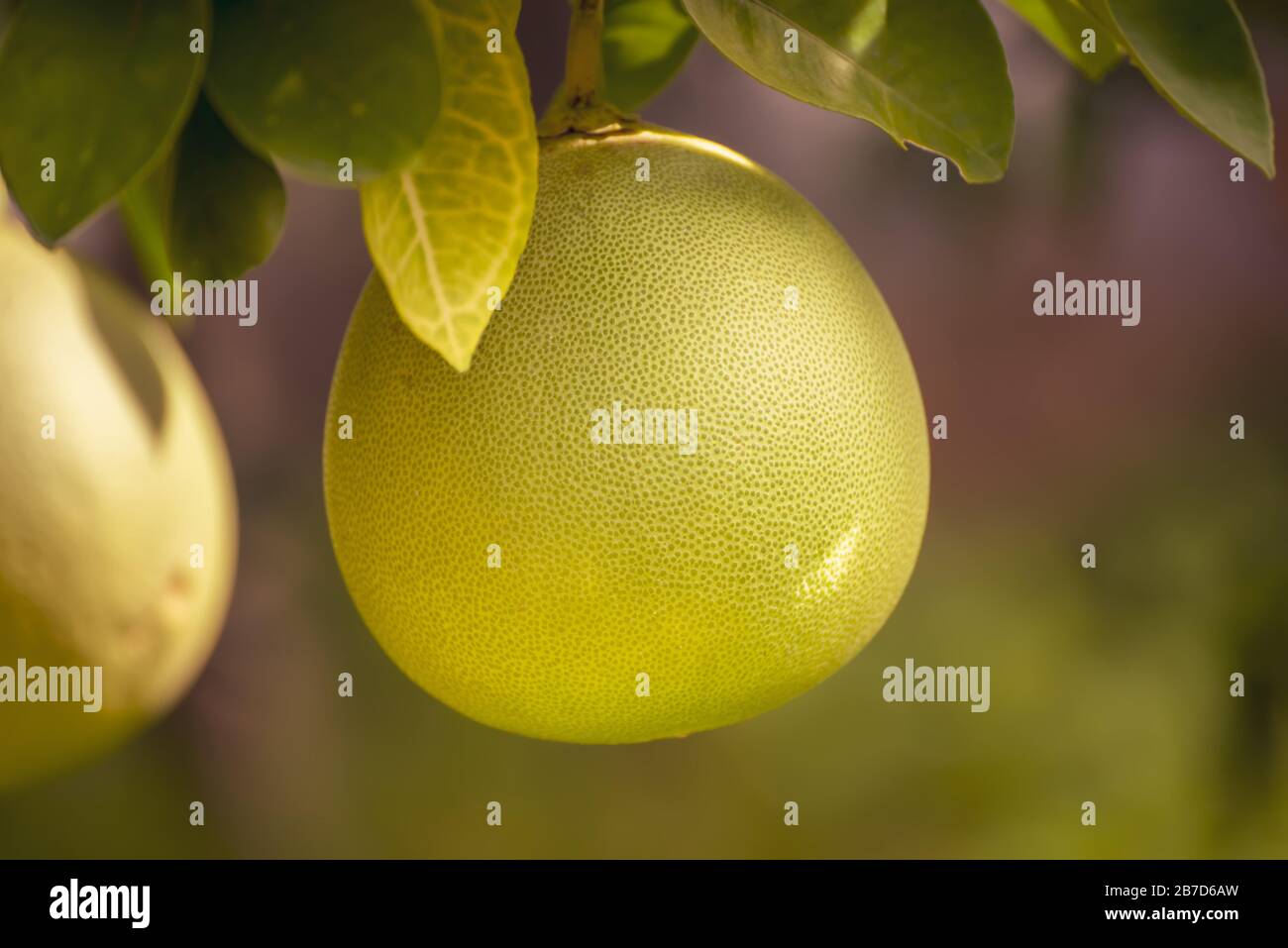 Ripe pomelo fruits hang on the trees in the citrus garden. Harvest of ...