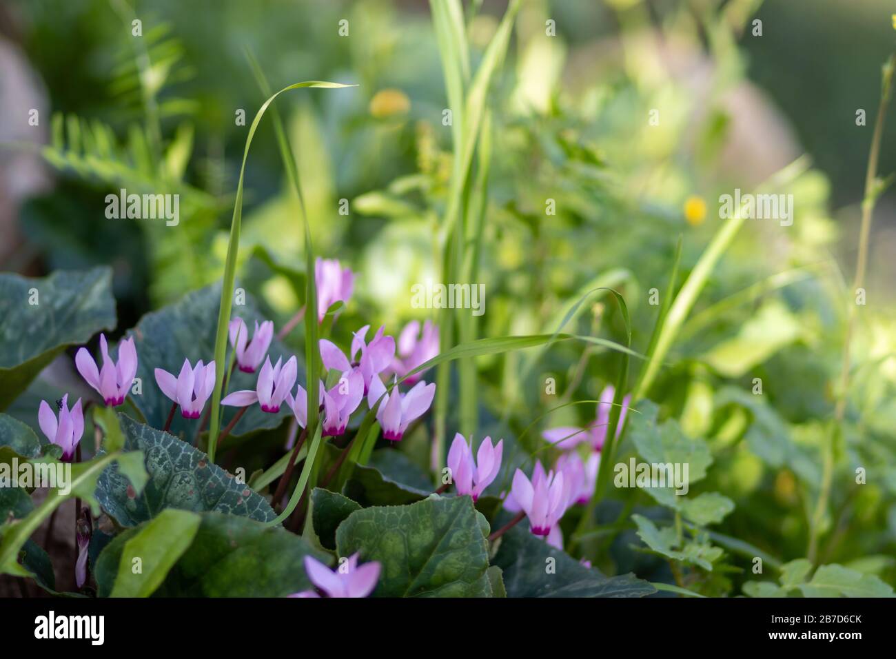 Many Cyclamen flowers in pink, purple, and white colors. In early ...