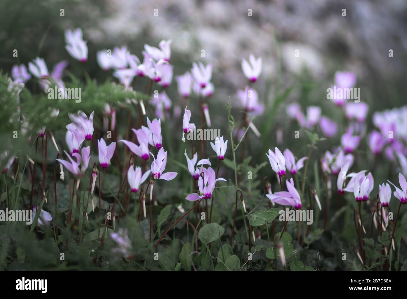 Many Cyclamen flowers in pink, purple, and white colors. In early ...