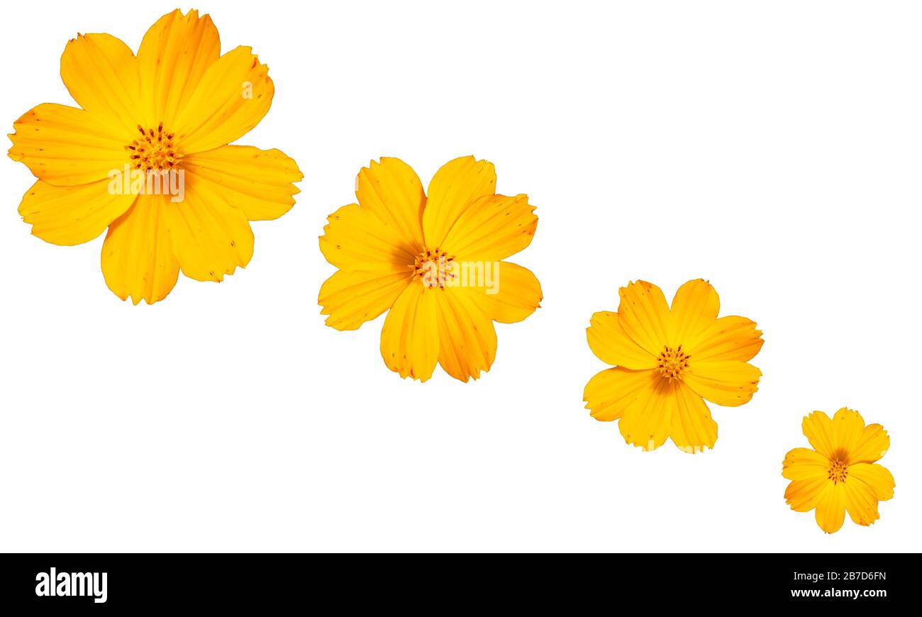 Yerbera hi-res stock photography and images - Alamy