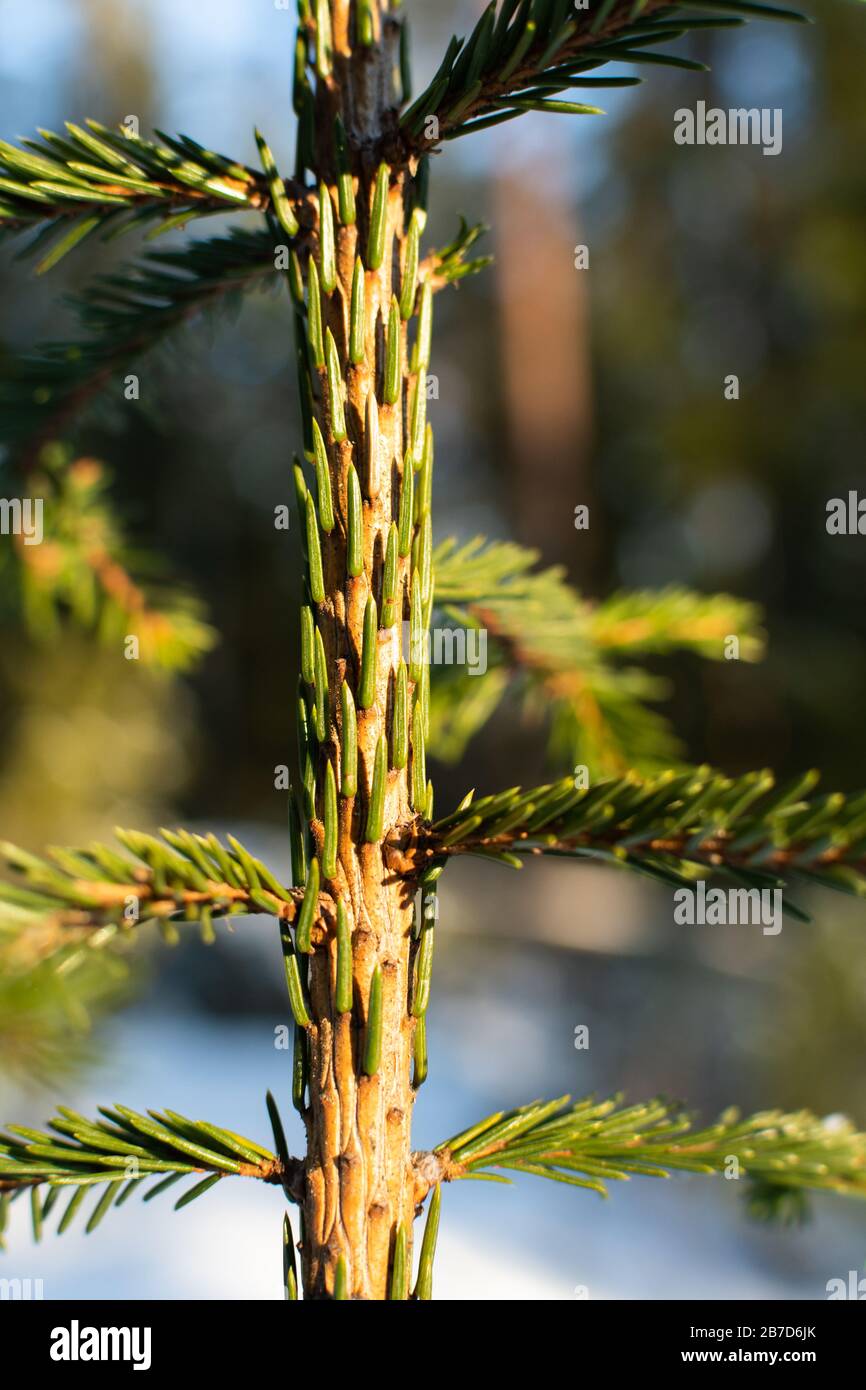 Trunk anatomy hi-res stock photography and images - Alamy