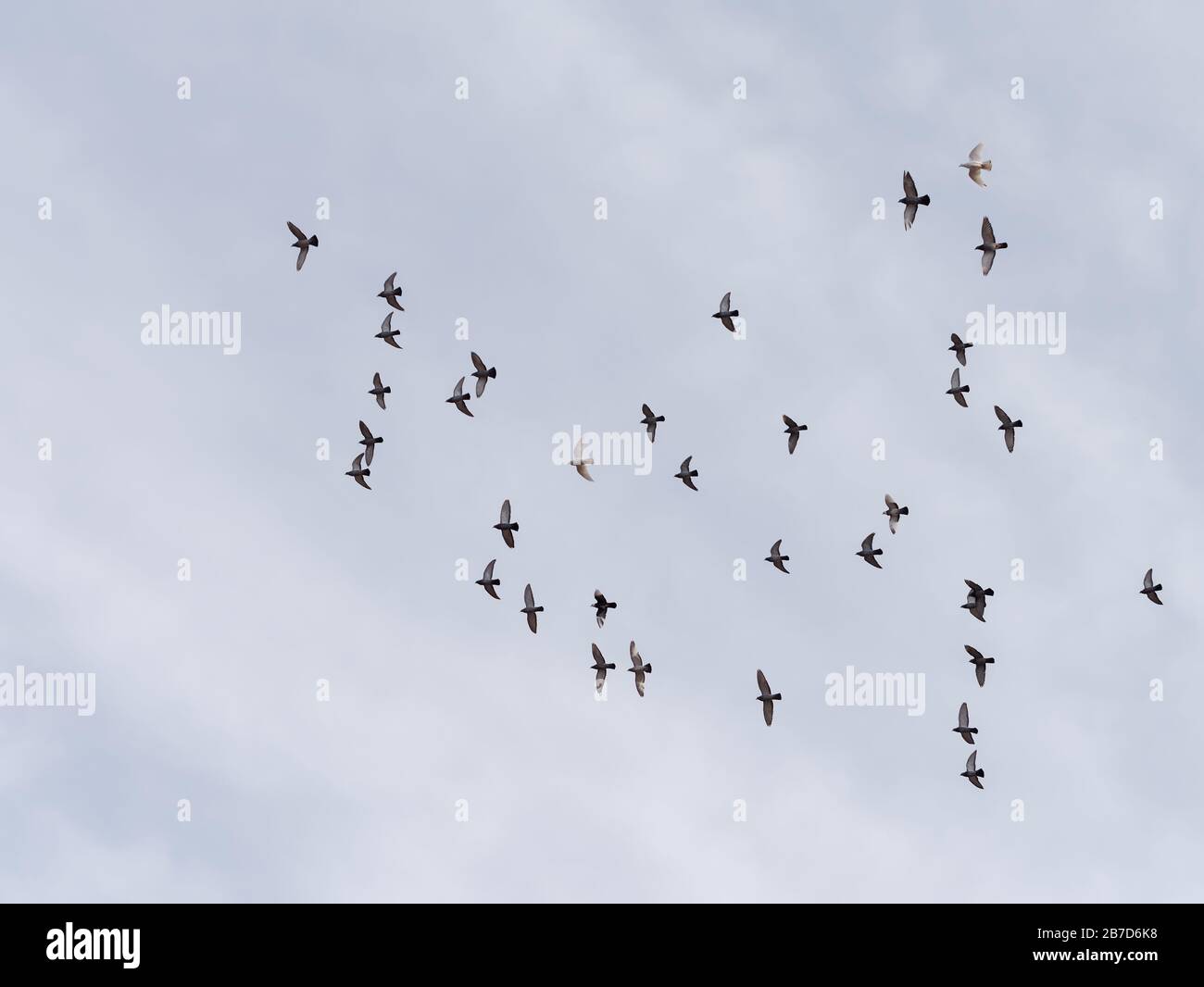 Groupe of birds hi-res stock photography and images - Alamy
