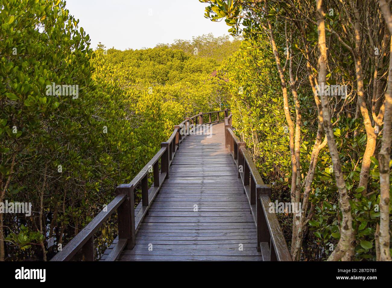 Wooden walkway in the mangrove forest background Stock Photo - Alamy