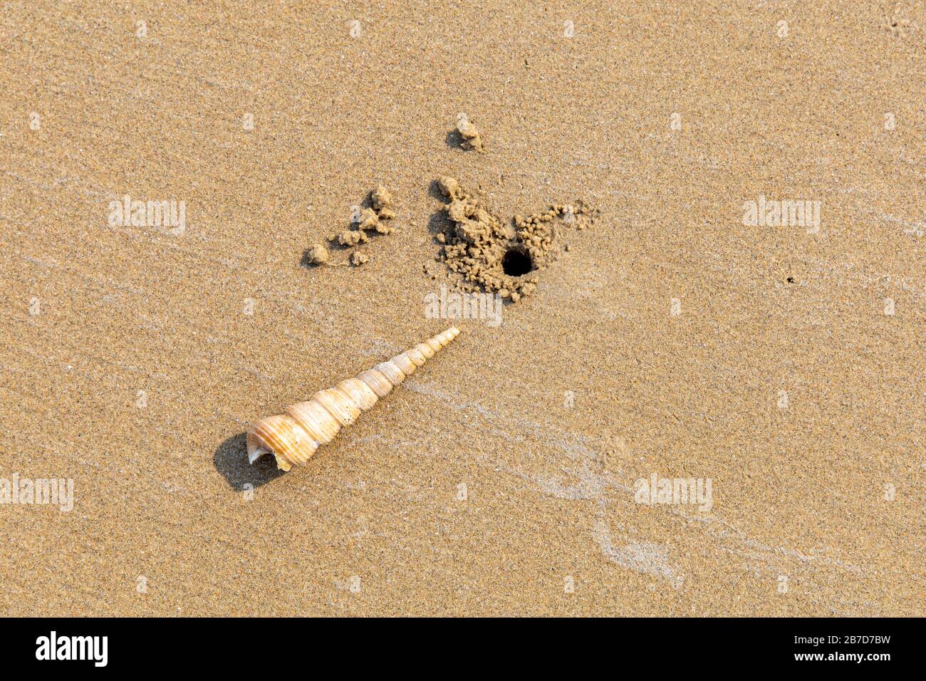 Close up shell on the beach sand texture and background Stock Photo - Alamy