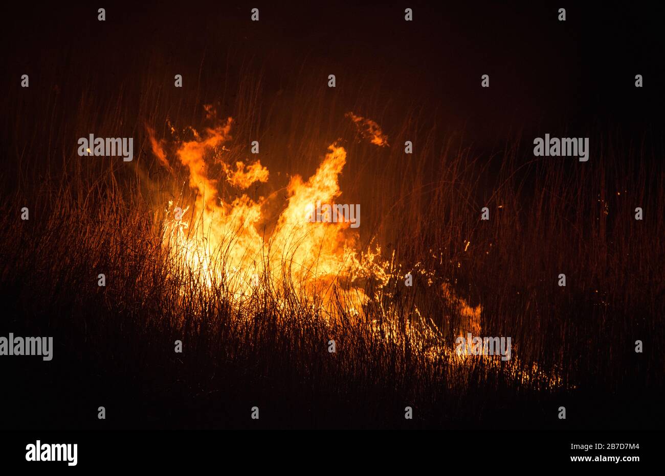 burning dry field in night time Stock Photo - Alamy