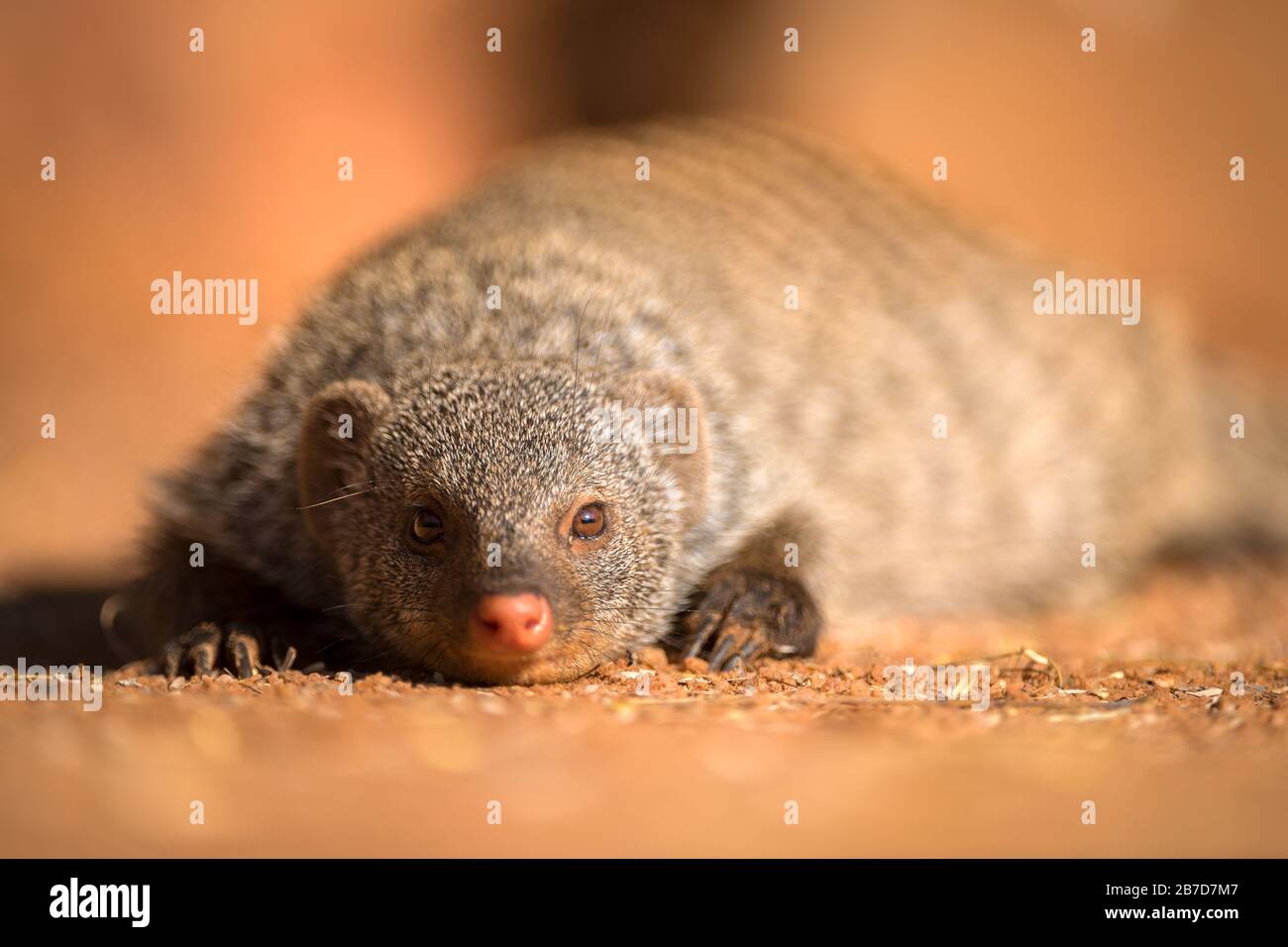 A close up portrait of a banded Mongoose lying on the ground looking ...