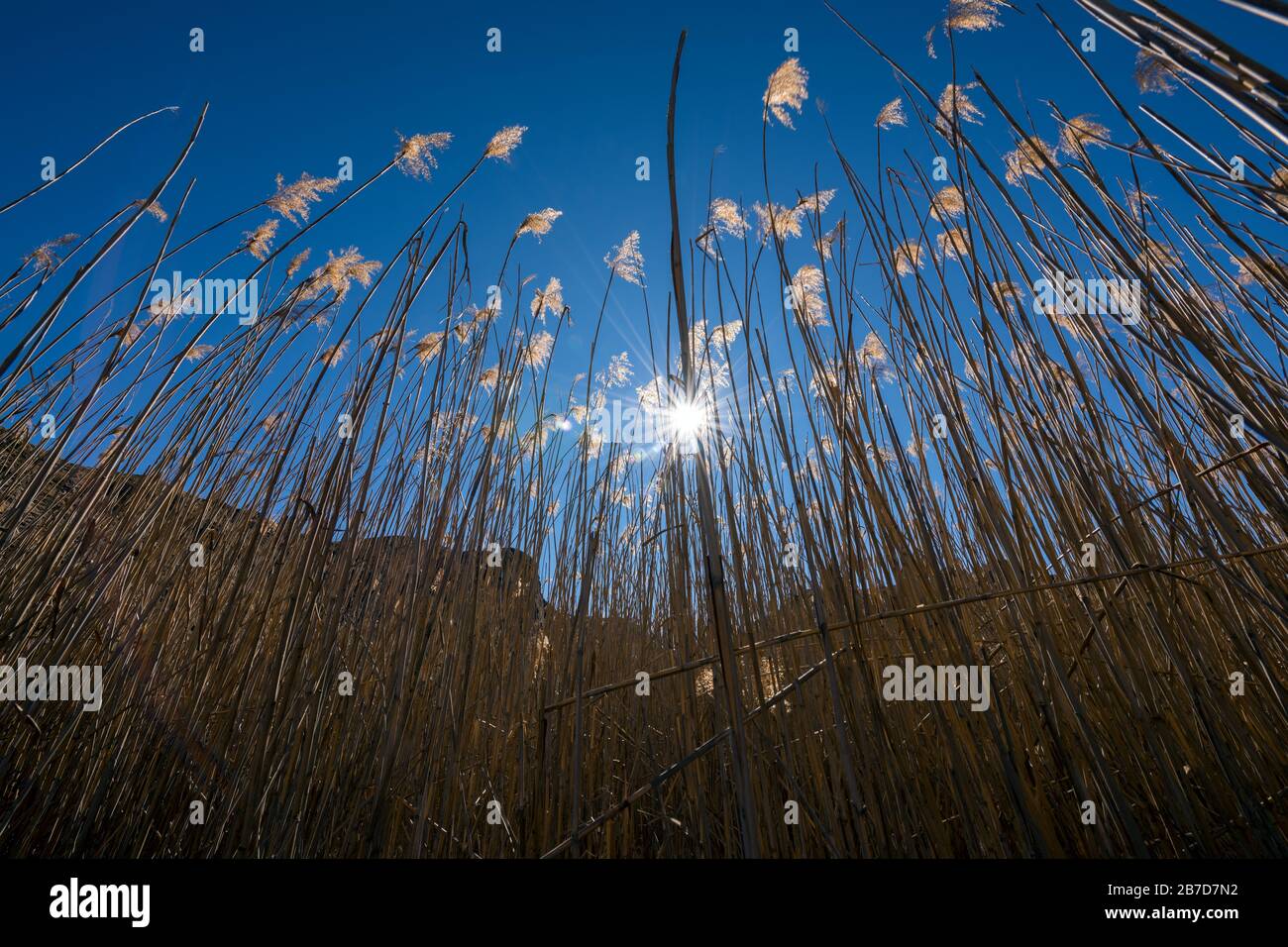 Clar hi-res stock photography and images - Alamy