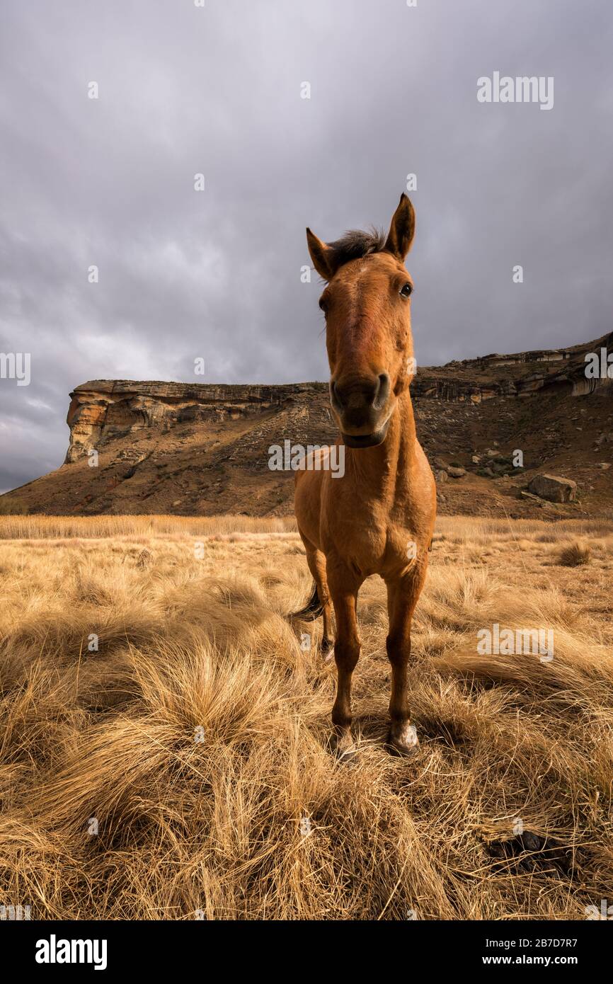 A vertical wide angle close up of a horse, taken on a cloudy stormy day ...