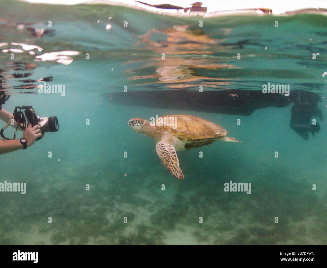 Turtle swimming to camera hi-res stock photography and images - Alamy