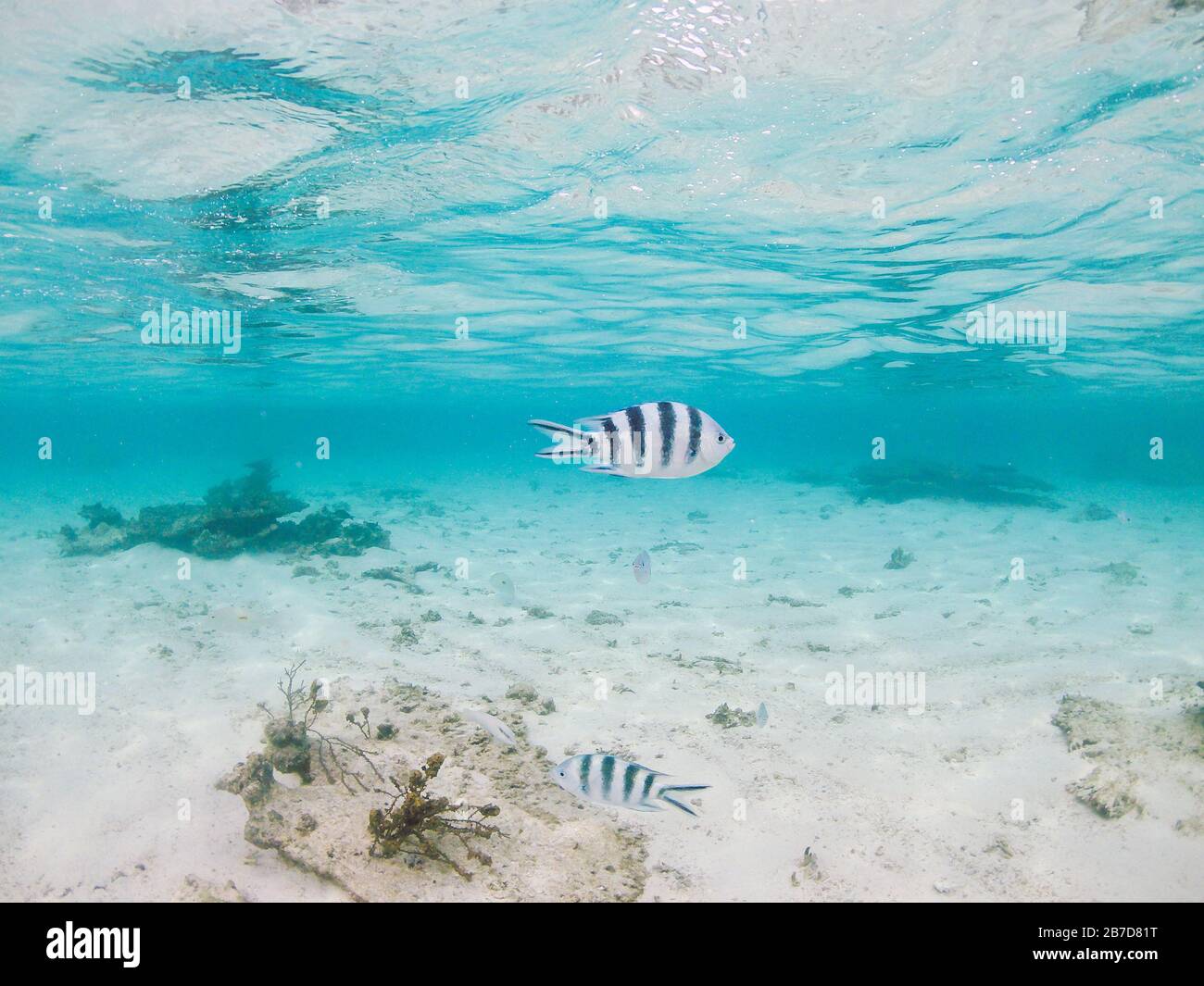Mauritius indian ocean africa hi-res stock photography and images - Alamy