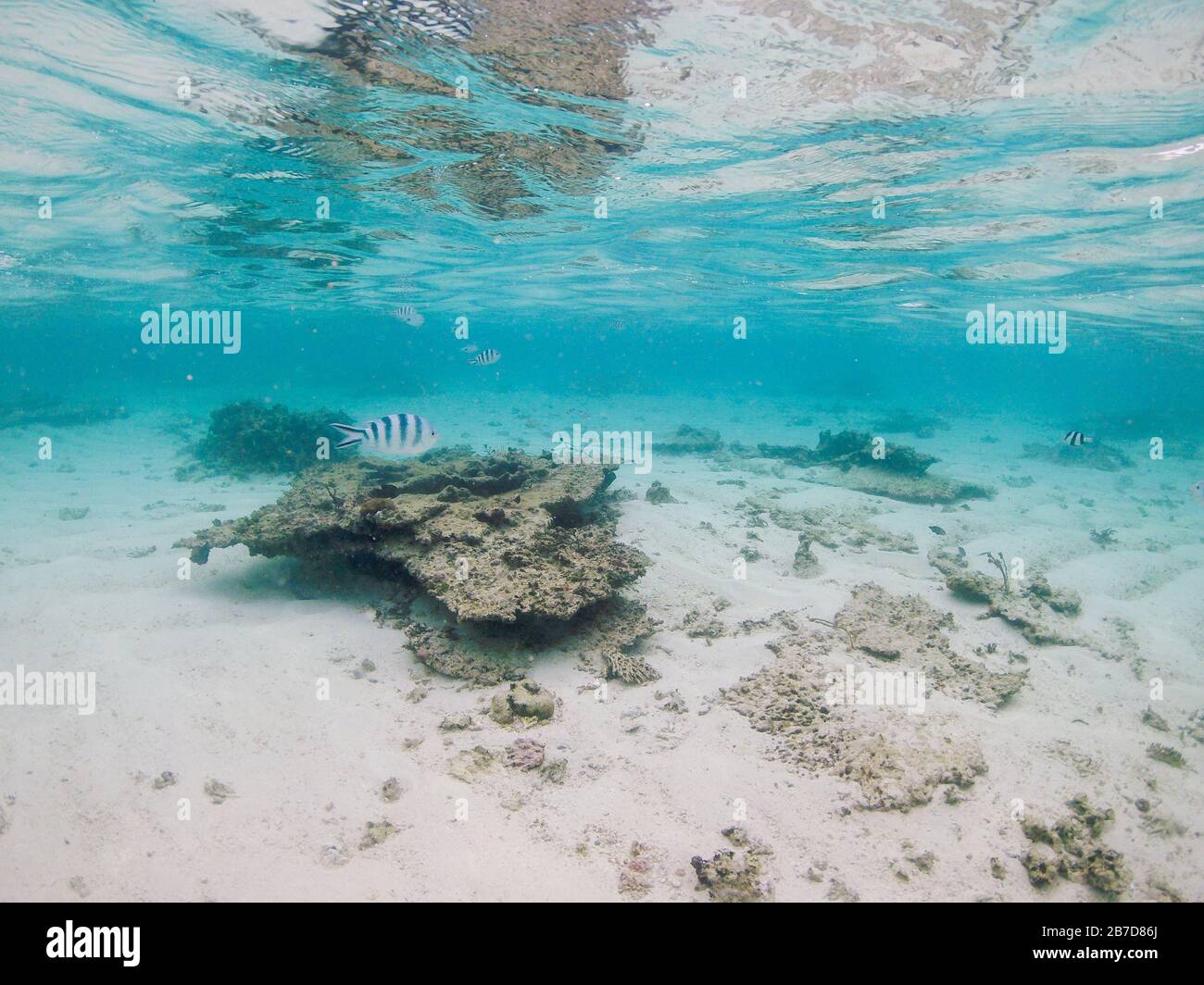 Passage for swimmers and snorkelers through the coral reef of tropical ...