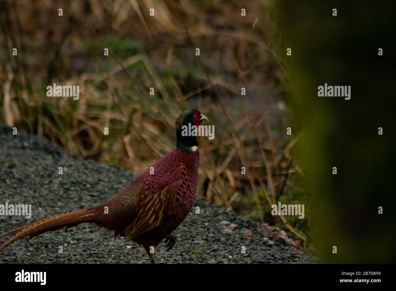 Male pheasant hi-res stock photography and images - Alamy