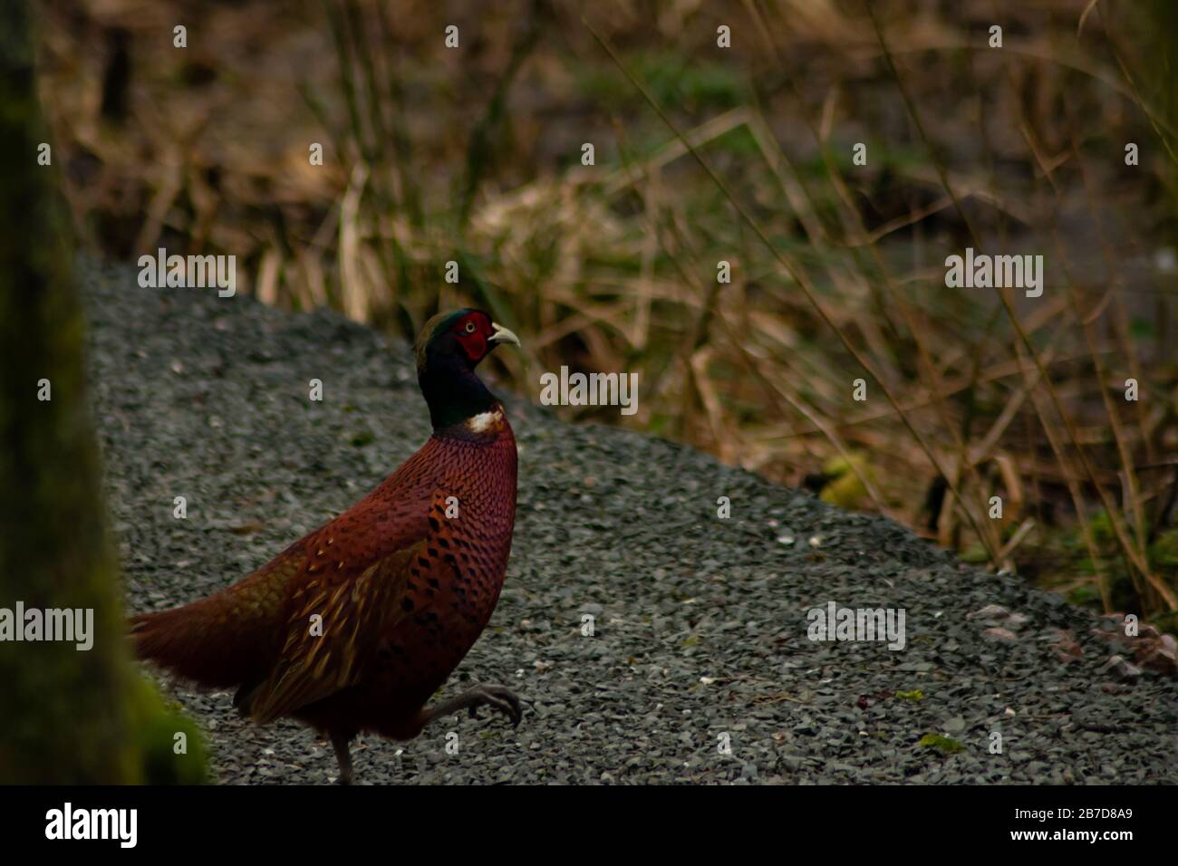 Male pheasant hi-res stock photography and images - Alamy
