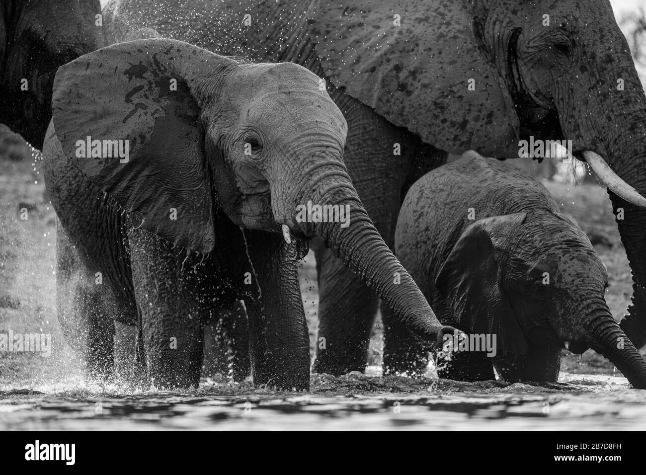 Elephant spraying water hi-res stock photography and images - Alamy