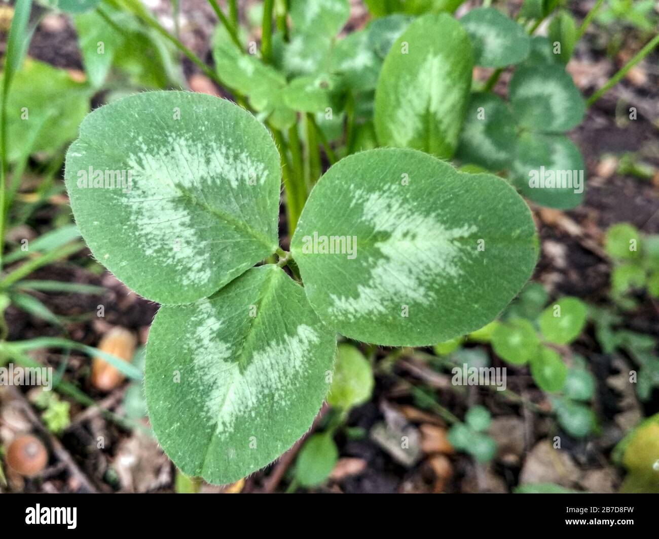 Four leaf clover st patricks day hi-res stock photography and images ...