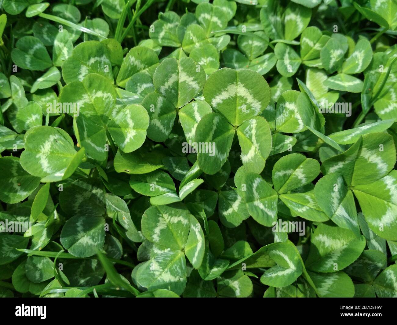 Four leaf clover st patricks day hi-res stock photography and images ...