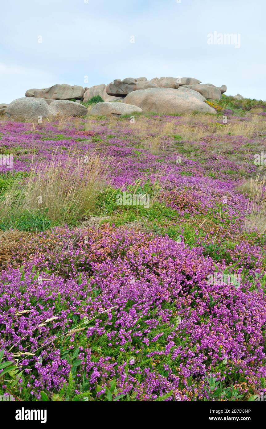 Heather and rock on the pink granite coast in Brittany Stock Photo - Alamy