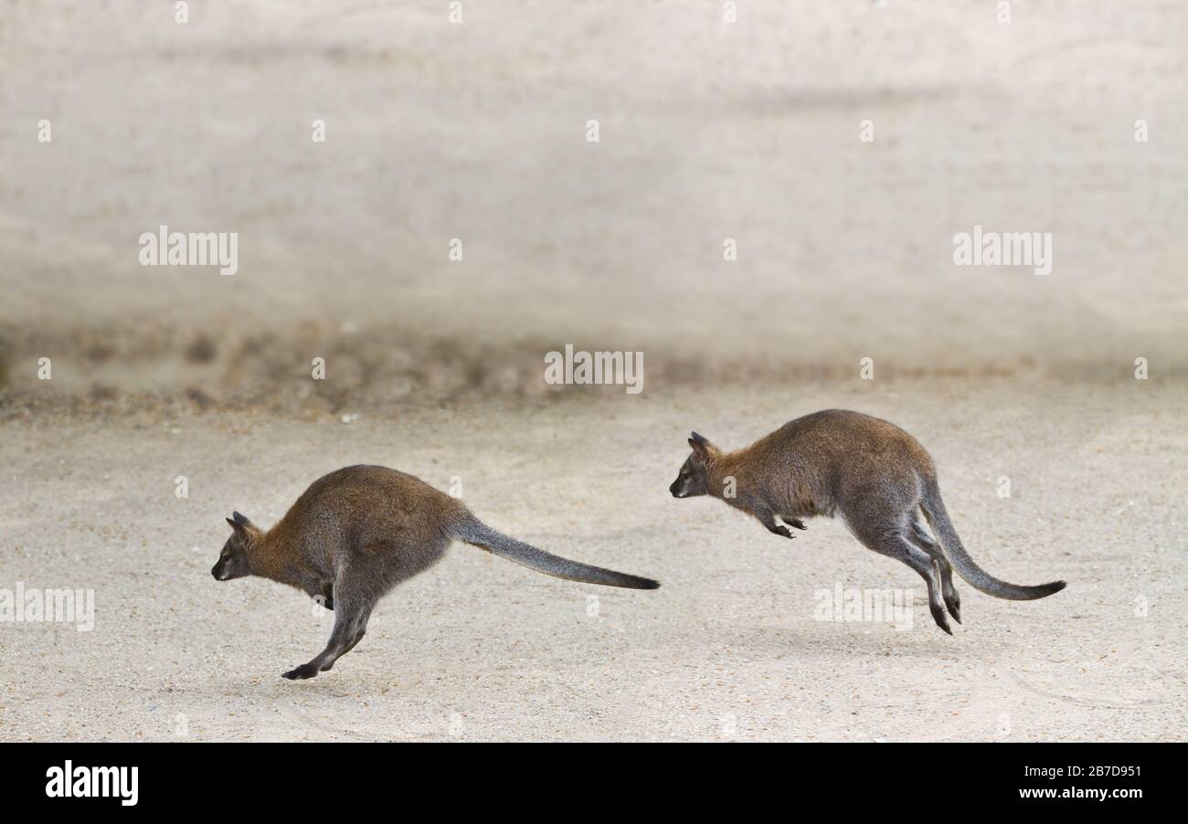Zoo animals in copenhagen Denmark Stock Photo - Alamy