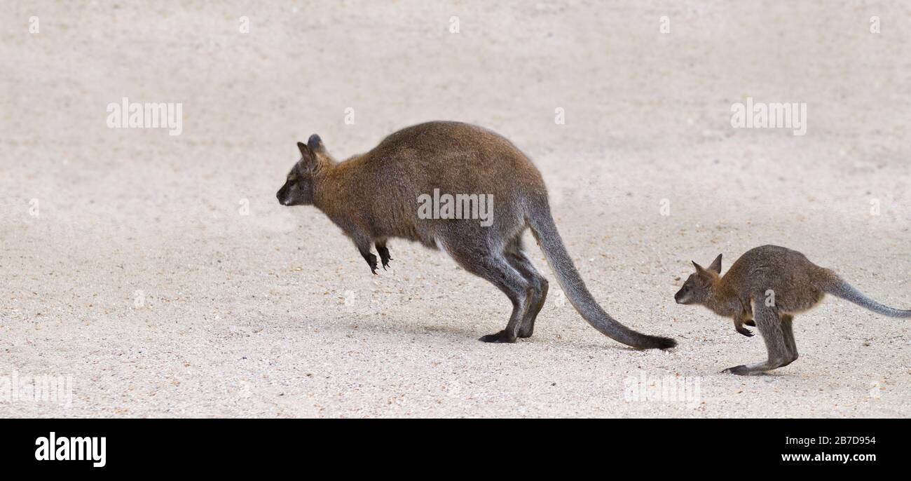 Zoo animals in copenhagen Denmark Stock Photo - Alamy