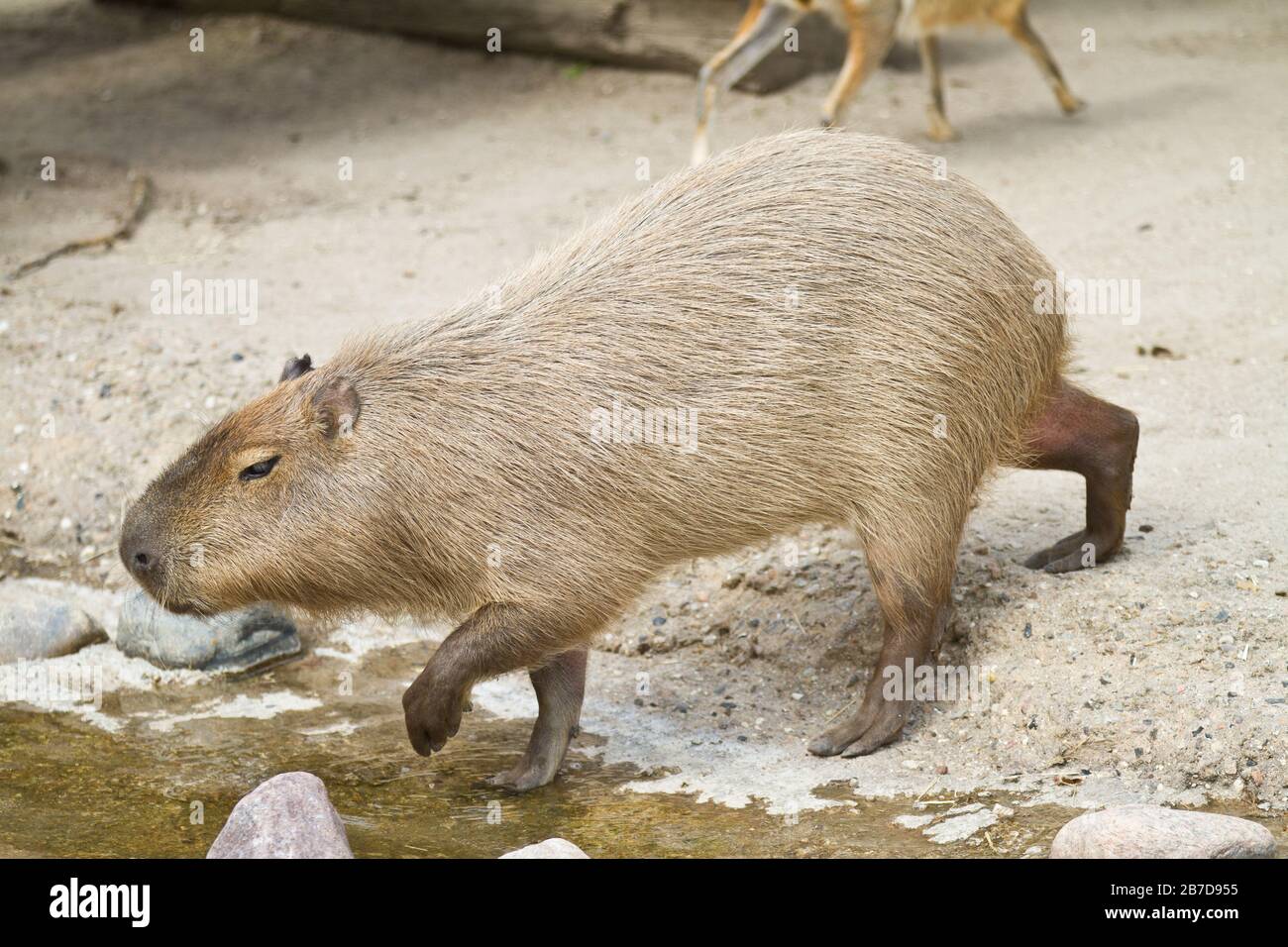 Zoo animals in copenhagen Denmark Stock Photo - Alamy