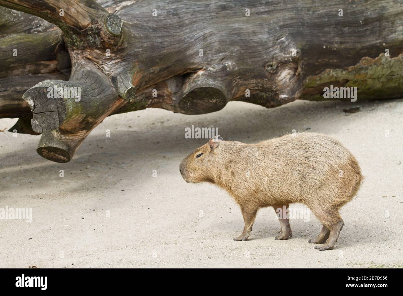Zoo animals in copenhagen Denmark Stock Photo - Alamy