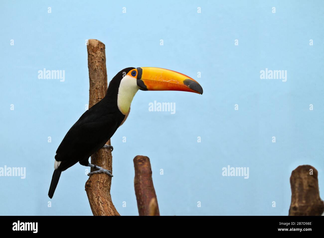 Zoo animals in copenhagen Denmark Stock Photo - Alamy