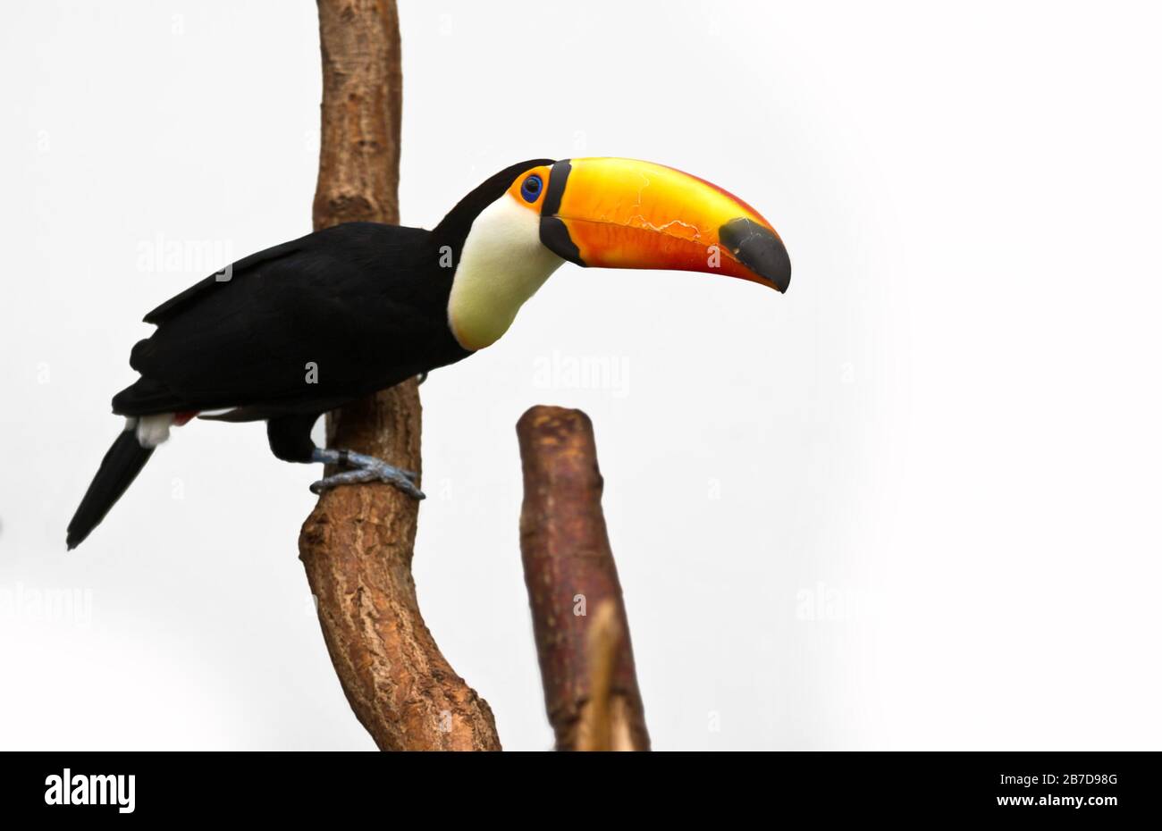 Zoo animals in copenhagen Denmark Stock Photo - Alamy