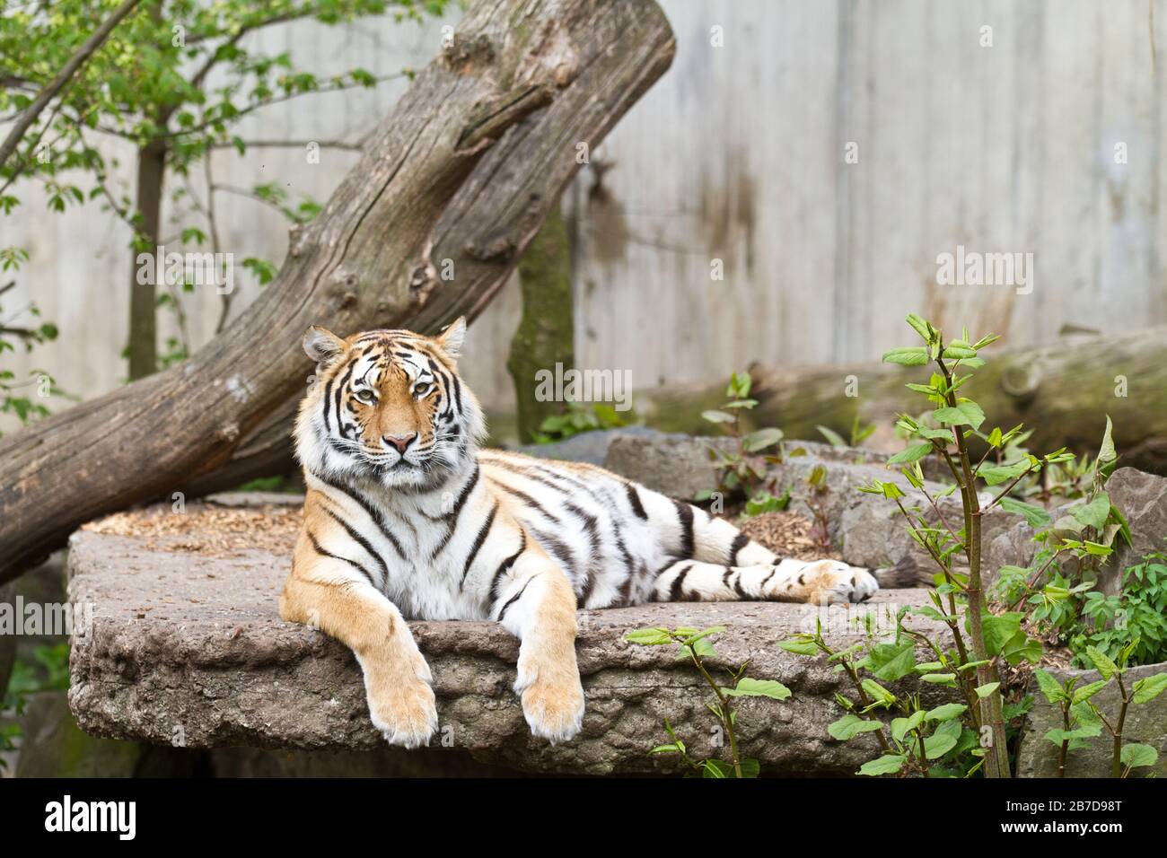 Zoo animals in copenhagen Denmark Stock Photo - Alamy