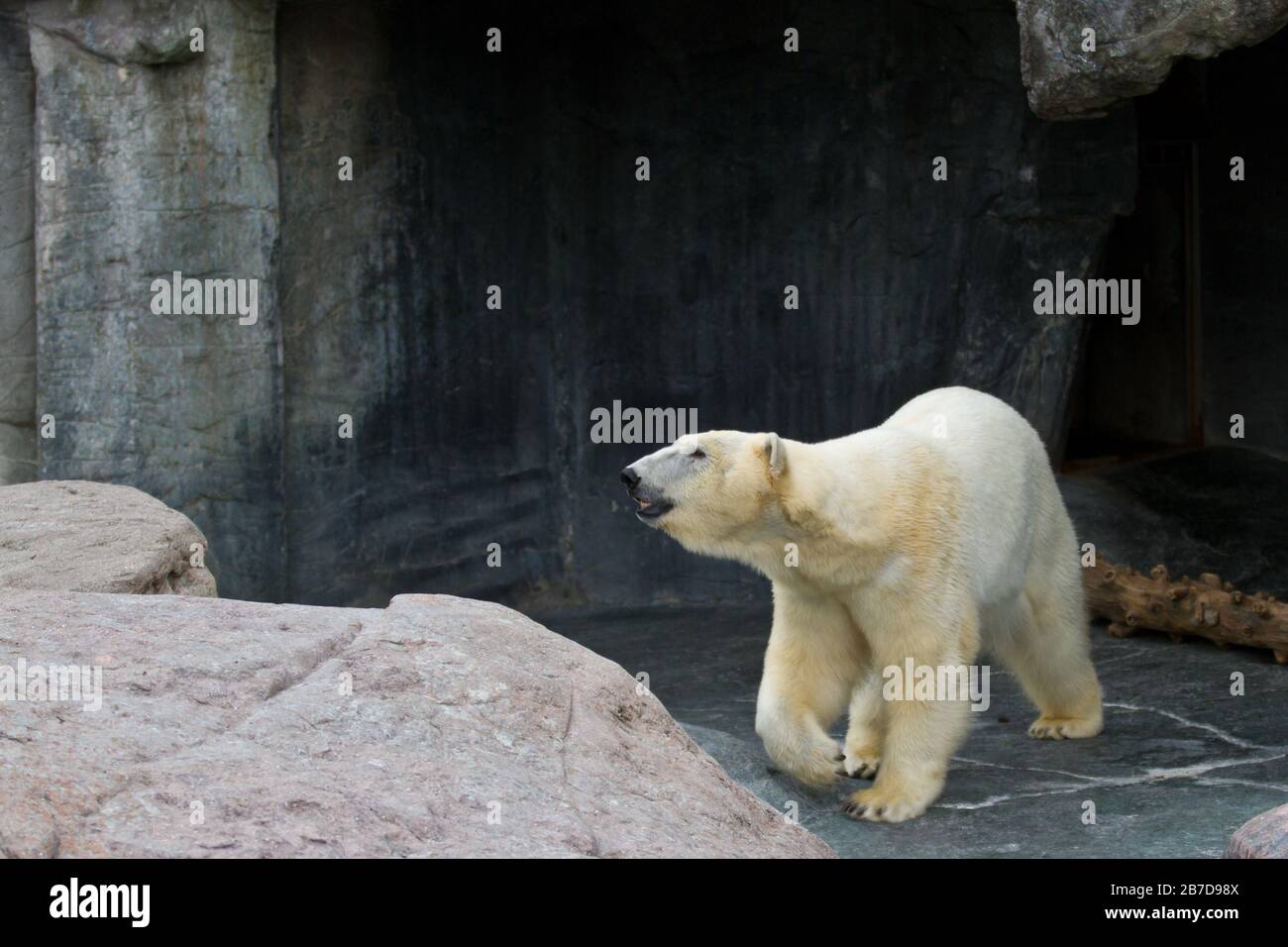 Zoo animals in copenhagen Denmark Stock Photo - Alamy