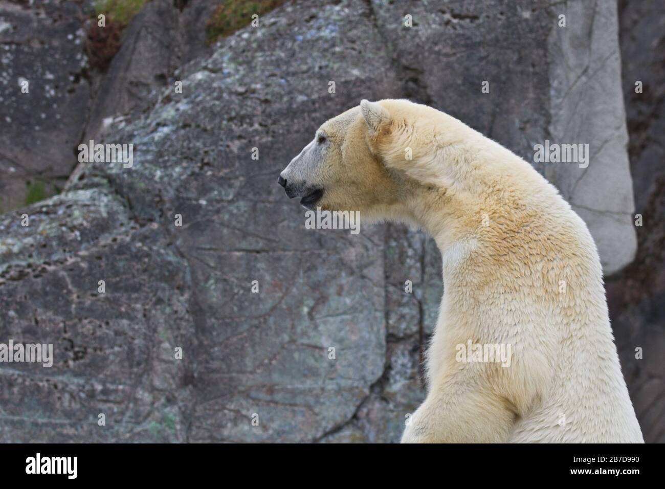 Zoo animals in copenhagen Denmark Stock Photo - Alamy