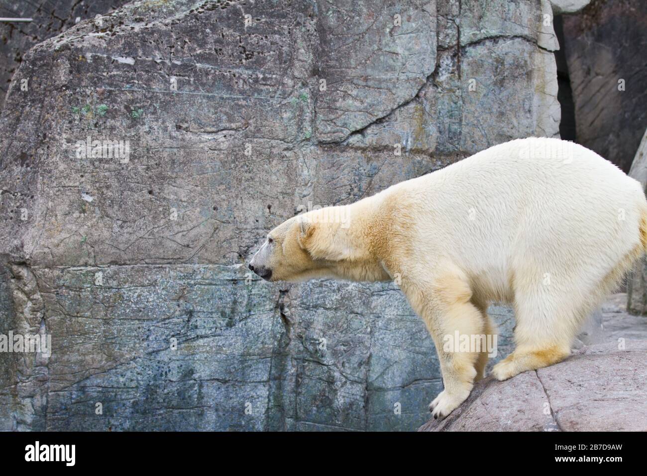 Zoo animals in copenhagen Denmark Stock Photo - Alamy