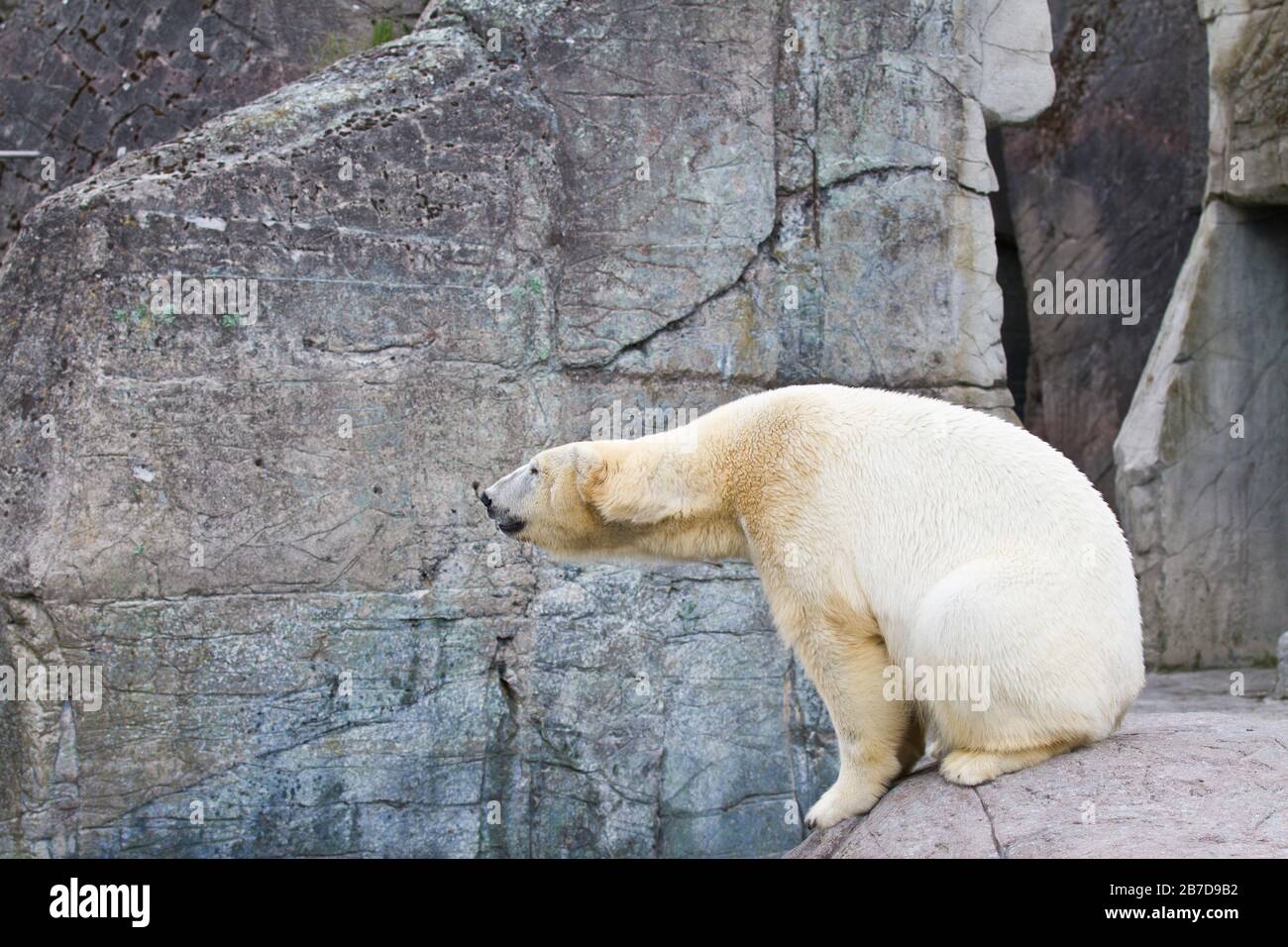 Zoo animals in copenhagen Denmark Stock Photo - Alamy