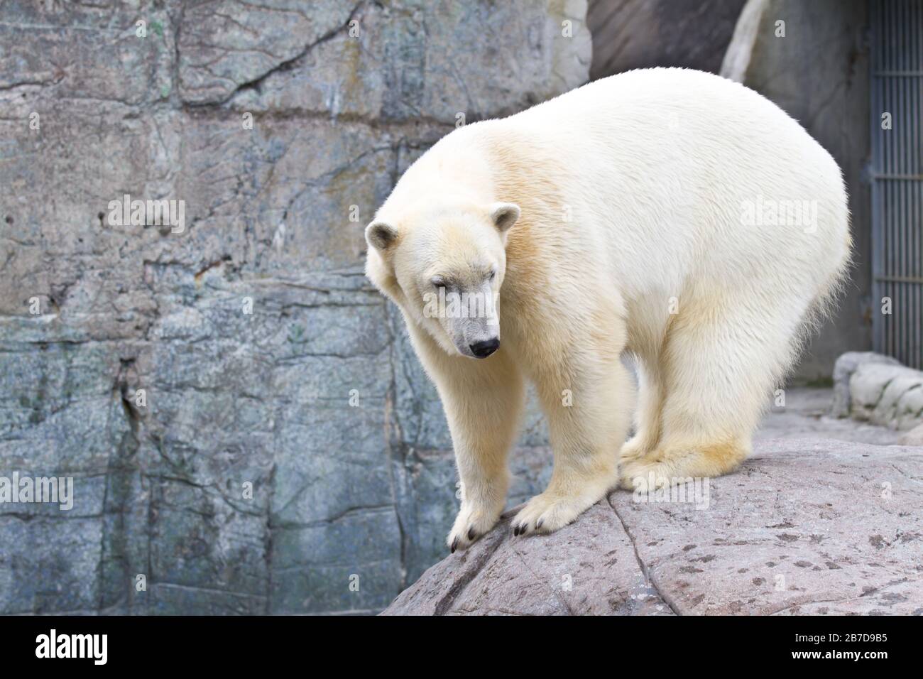 Zoo animals in copenhagen Denmark Stock Photo - Alamy