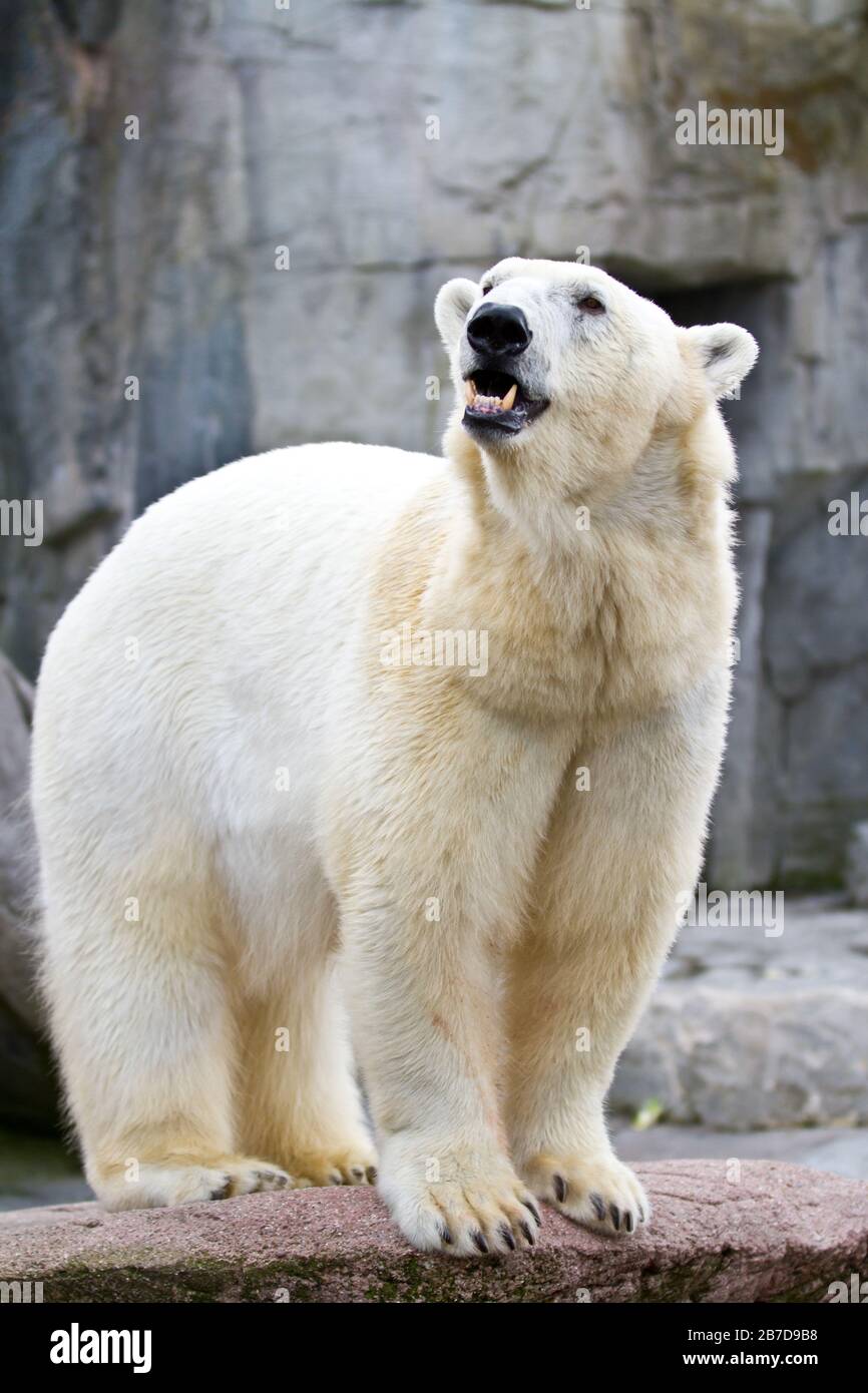 Zoo animals in copenhagen Denmark Stock Photo - Alamy