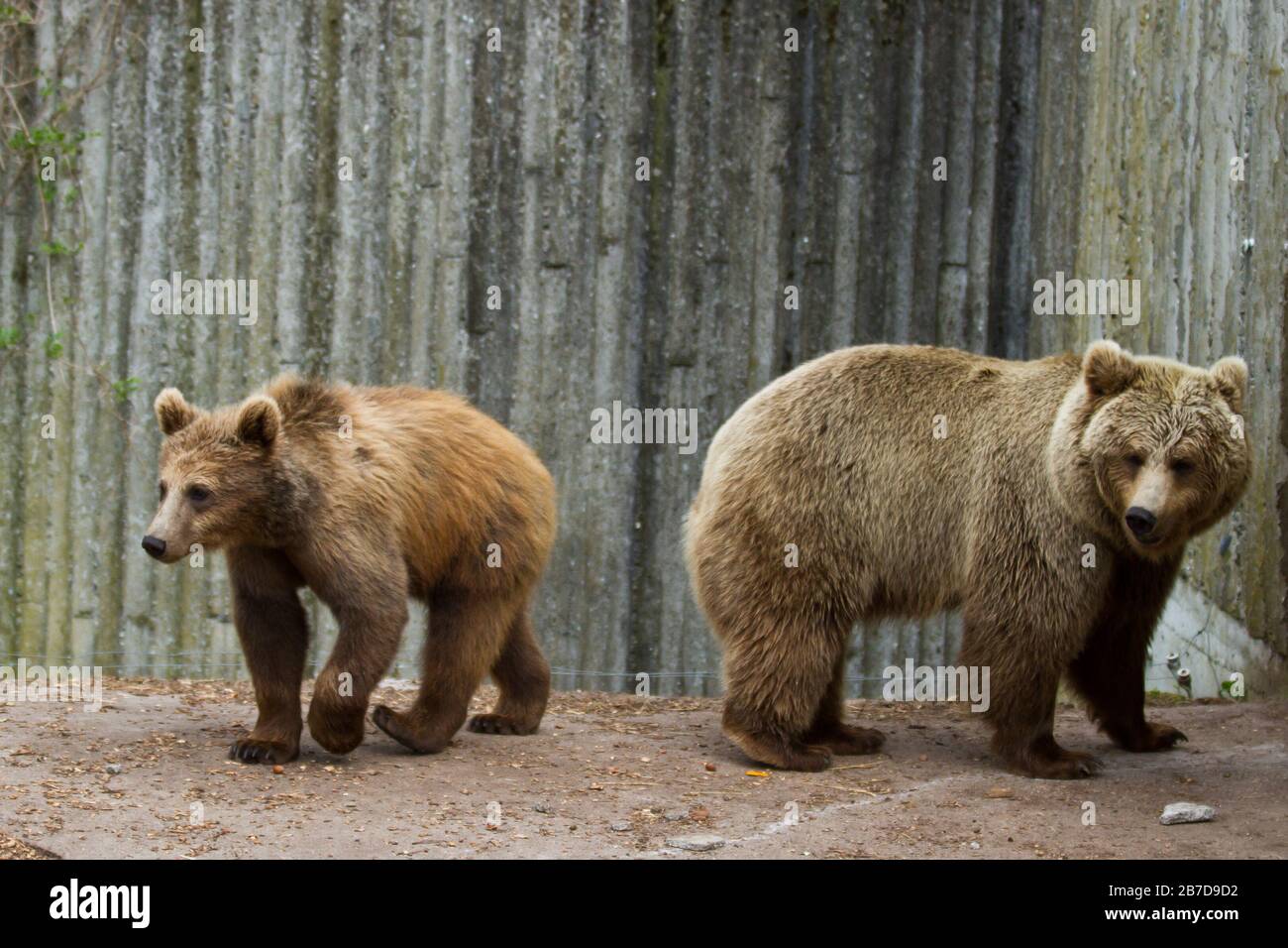 Zoo animals in copenhagen Denmark Stock Photo - Alamy